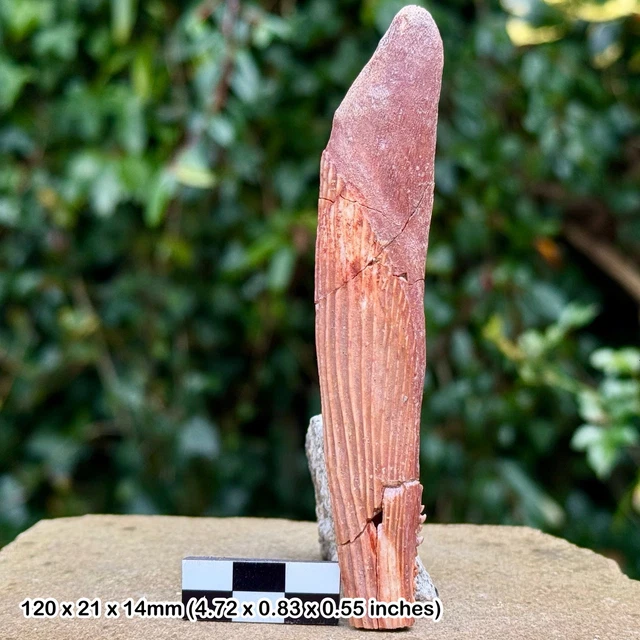 RARE HYBODUS SHARK Fin Spine Fossil, Cretaceous, Kem Kem Beds, Morocco ...