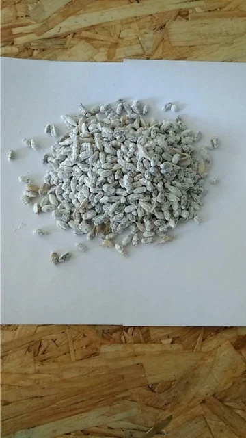 CORDYCEPS SINENSIS CATERPILLAR Fungus Dry Grain Mycelium Worldwide ...