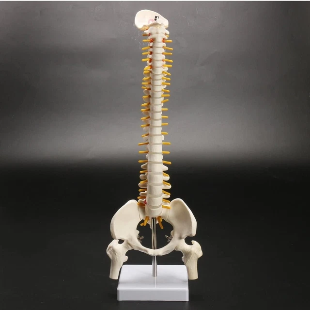 SPINE MODEL VERTEBRAL Column Human Spine Bone Skeleton 17.7inch Medical ...