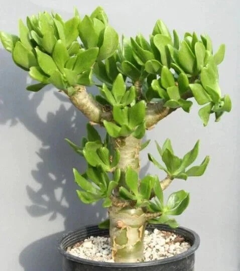 TYLECODON PANICULATUS ARBRE à beurre bonsaï succulent 10 graines plante ...