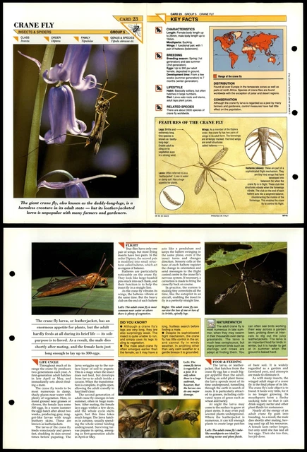 CRANE FLY #23 Insects Wildlife Fact File Fold-Out Card £1.99 - PicClick UK