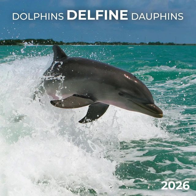DELFINE/DOLPHINS 2026 KALENDER 2026 Kalender Artwork Edition 28 S ...