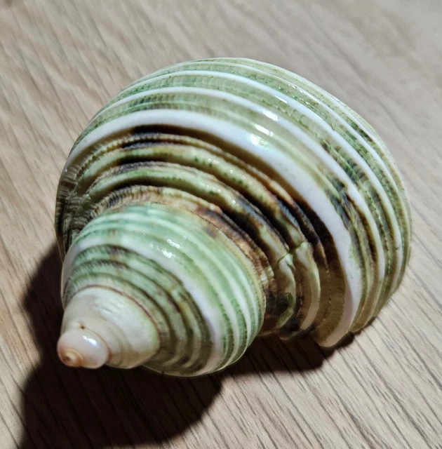 RARE COQUILLAGE TURBO Nacre cabinet de curiosité EUR 5,00 - PicClick FR