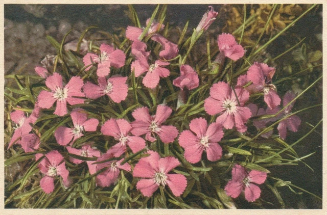 VINTAGE E. GYGER Switzerland Dianthus Glacialis GLACIER PINK POSTCARD ...