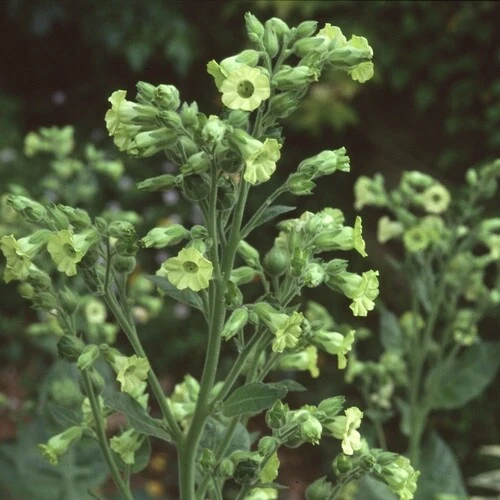 SACRED TOBACCO - Nicotiana Rustica (Mapacho) Aztec x 12 Plant Plugs ...