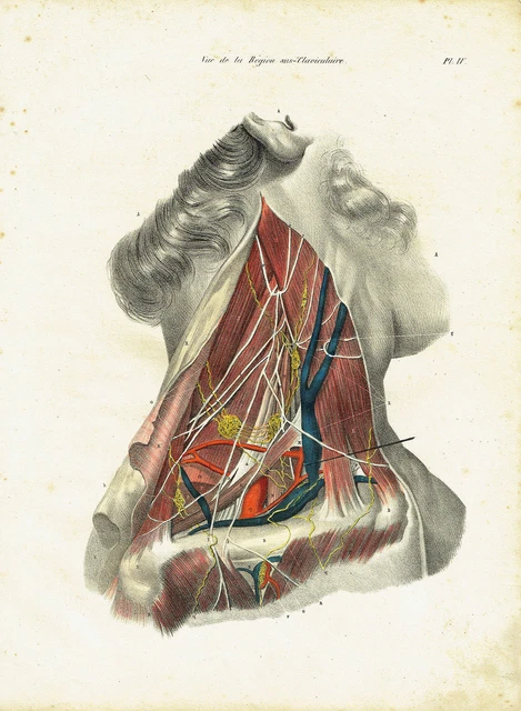 SUPRACLAVICULAR REGION ANATOMY Supraclavicular Region Anatomy - Litho ...