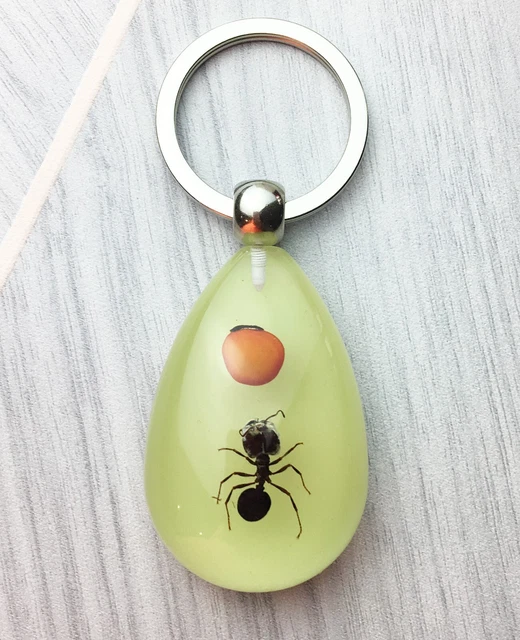 REAL GIANT ANT with Seed Glow in the Dark Resin Keyring £5.99 - PicClick UK