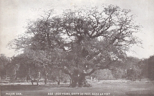 EDWINSTOWE PC THE 1000 Year Old Major Oak, Sherwood Forest - Robin Hood ...