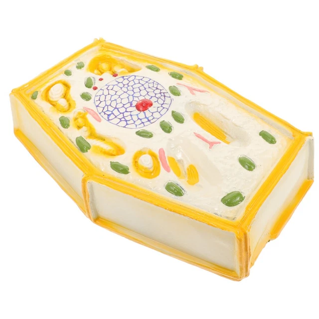 ANATOMICAL PLANT CELL Model Plant Cell Display Model for Biological ...