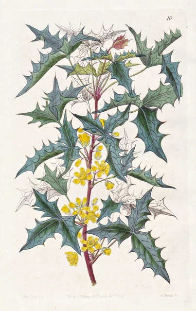 BERBERIS TRIFOLIATA MEXICO Fleurs Botanique Botany Edwards Gravure sur ...