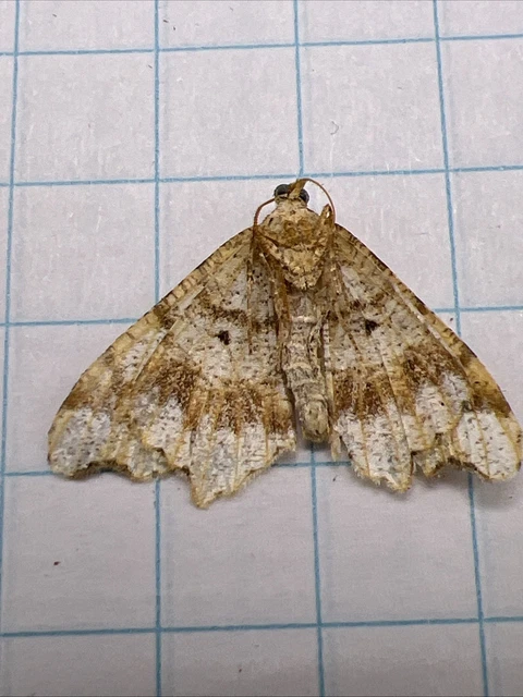 GEOMETRIDEA MACARIA ULSTERATA? GEO 074 Collected 2025 Sask, Canada $5. ...