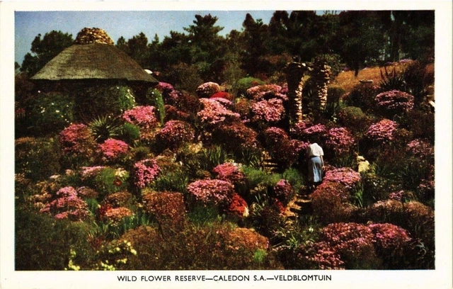 CPA AK WILD Flower Reserve, Caledon S.A.-Veldblomtuin SOUTH AFRICA ...