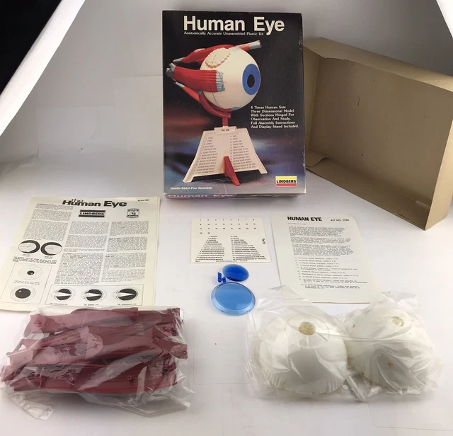 VINTAGE LINDBERG 4:1 Anatomically Accurate Human Eye Model Kit Open box ...