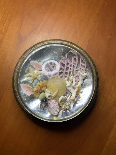 VINTAGE BEACH OCEAN Magnified Paperweight Glass Mini Sea Shells CORAL ...