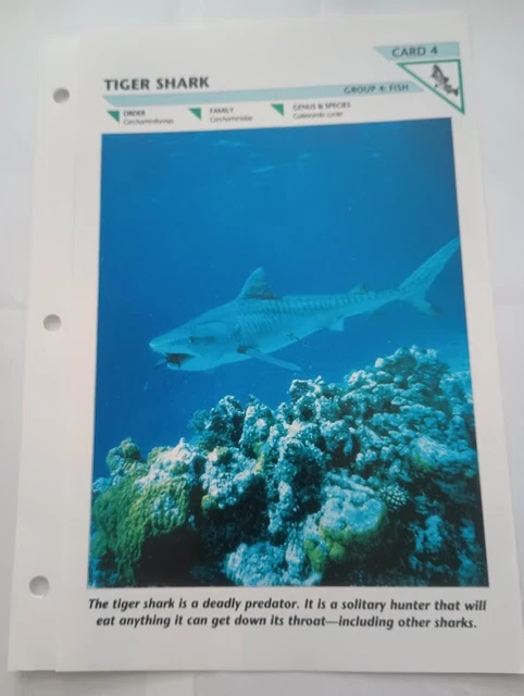 TIGER SHARK #4 Wild Life Fact-File Fold Out Card $4.14 - PicClick CA