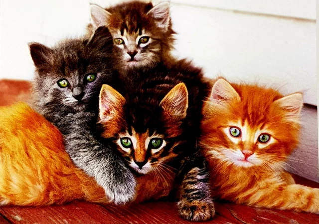 &FROM THE WHOLE Kitten Caboodle!" AVANTI Happy Birthday Card Cute ...