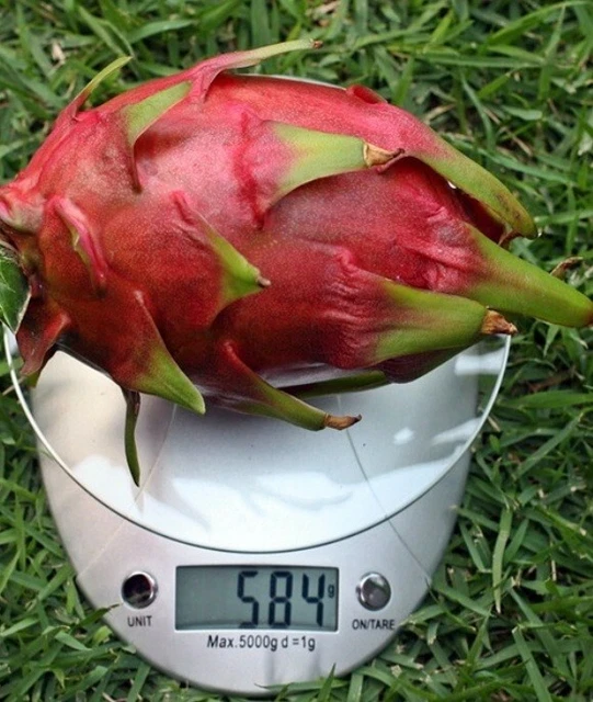 PITAYA &COSTA RICA " Dragon Fruit -Frutto Dalla Polpa Rossa. Pianta ...