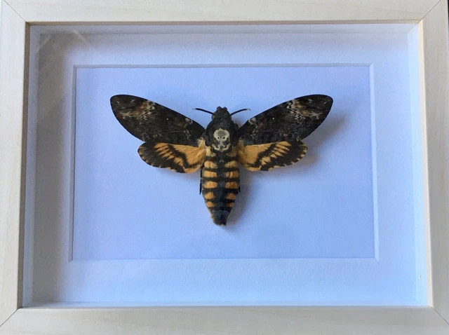 PAPILLON SPHINX TÊTE de Mort Acherontia Atropos A1 naturalisé sous ...