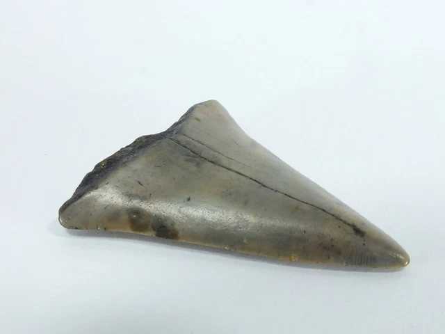 FOSSIL MAKO SHARK Tooth Australian: Isurus hastalis (EA8798) Portland ...