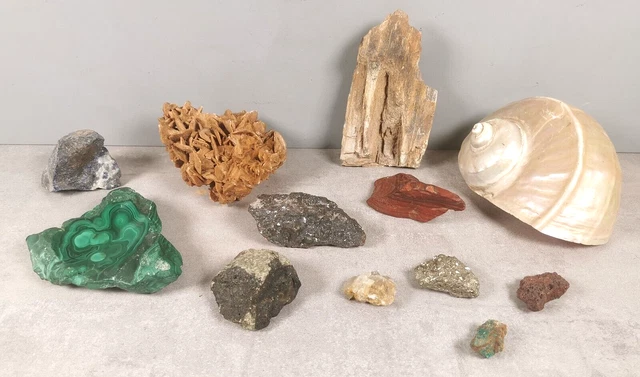 MINERAUX LOT 12 Pierres Semi Precieuses COQUILLAGE Turbo Malachite ...