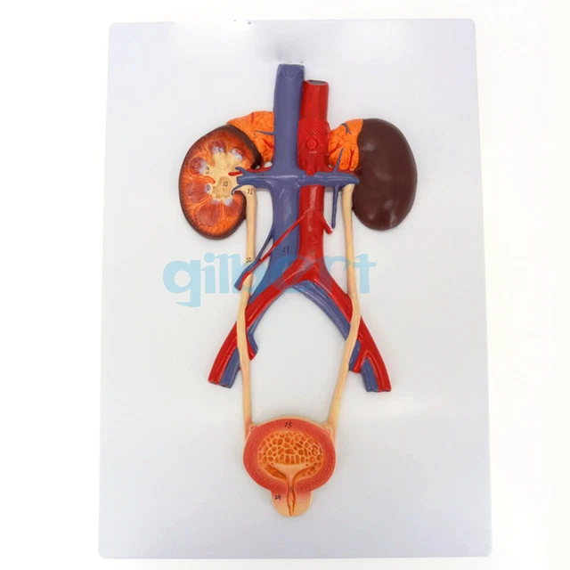 ANATOMY TEACHING MODEL Medical Bladder Liver Kidney Wall Plaque Urinary ...