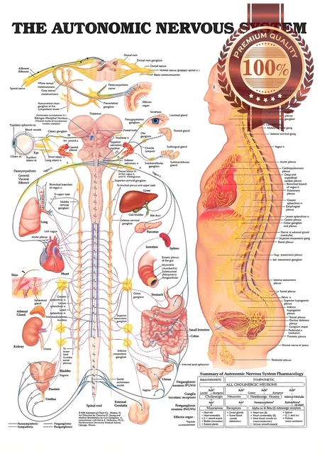 THE AUTONOMIC NERVOUS System Anatomical Diagram Chart Print - Premium ...