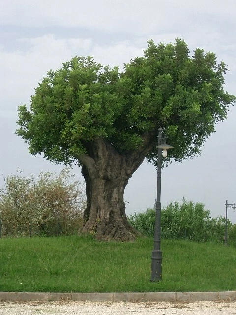 ALBERO DI CARRUBO carrube pianta vera DA FRUTTO foto reali 150 cm 3 ...