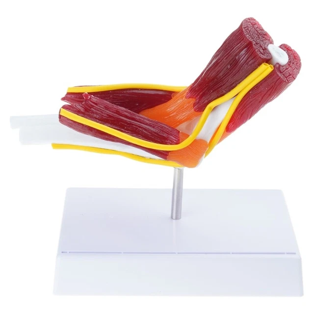 HUMAN ELBOW ANATOMY Model with Muscles Nerves Details Right Elbow Model ...
