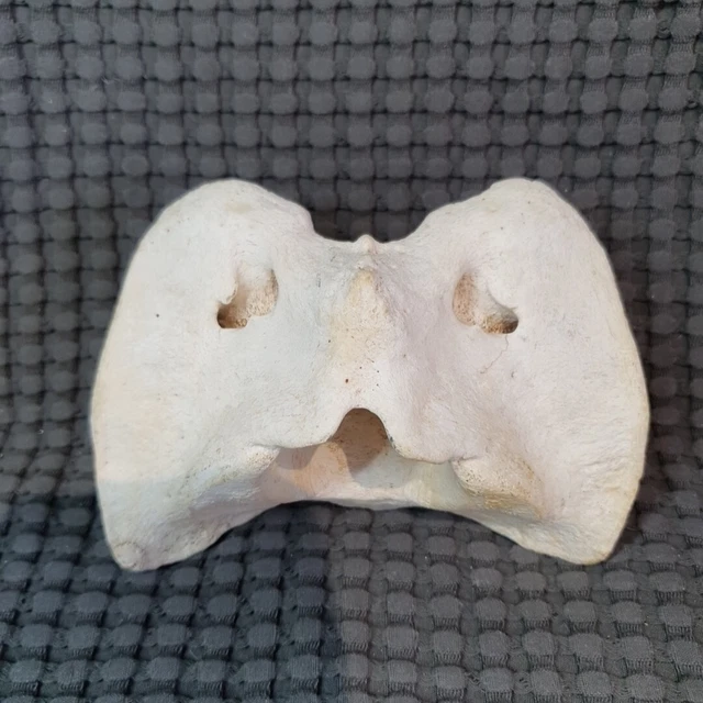 2 COW VERTIBRAE Neck Bones Oddities Craft Bone Taxidermy Skeleton ...