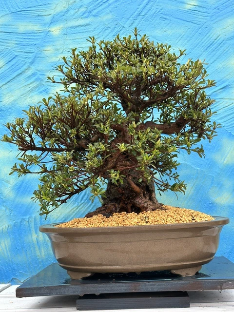 JOE BONSAI AZALEE Satsuki Variety Nyohozan 40 Year Old Bowl Japan New £ ...