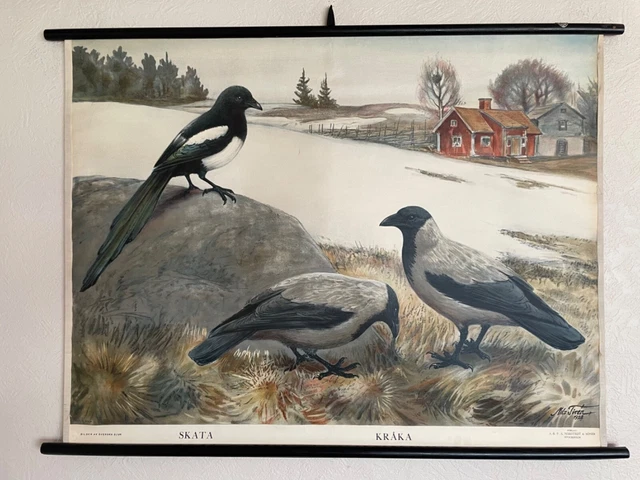 VINTAGE MAGPIES SCHOOL chart educational wall chart Zoology birds Nils ...