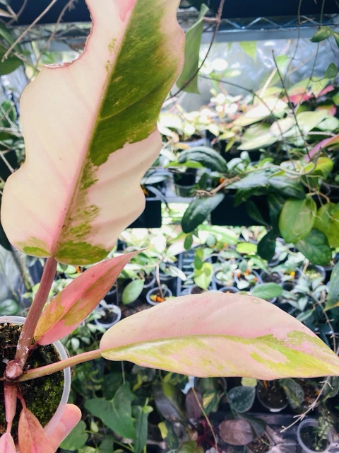 🐝💫💚💖💝 PHILODENDRON CARAMEL MARBLE Pink 💖VARIEGATED 💓💗💝🐝💫NTC $500.00 ...