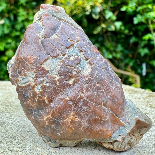 RARE GALENE BISPINOSA Crab Fossil - Pliocene/Pleistocene: Australia ...