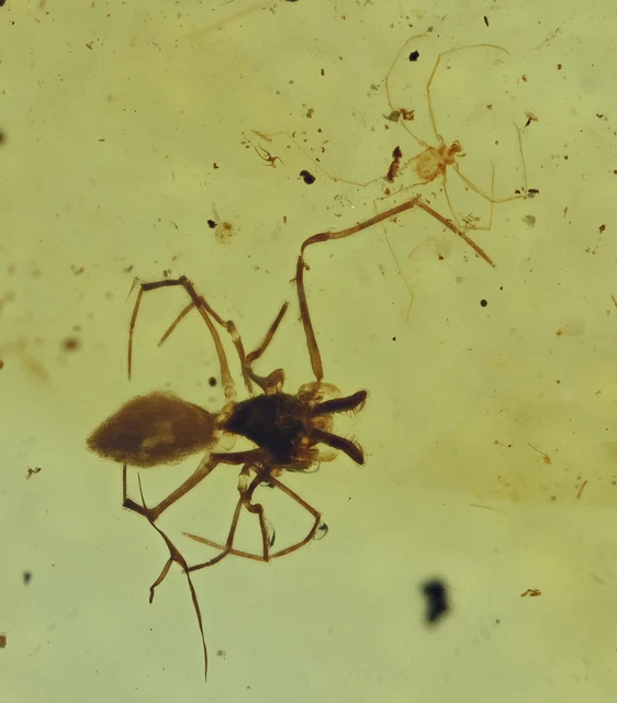 ARCHAEIDAE (ASSASSIN SPIDER) with Mite, Fossil insect inclusion in ...