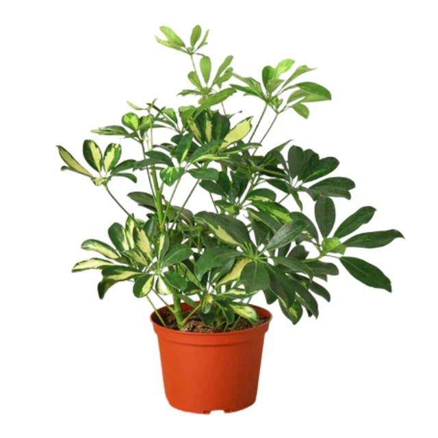 UMBRELLA TREE VARIEGATED 1 Gallon Plant Dwarf Umbrella Tree Plant ...
