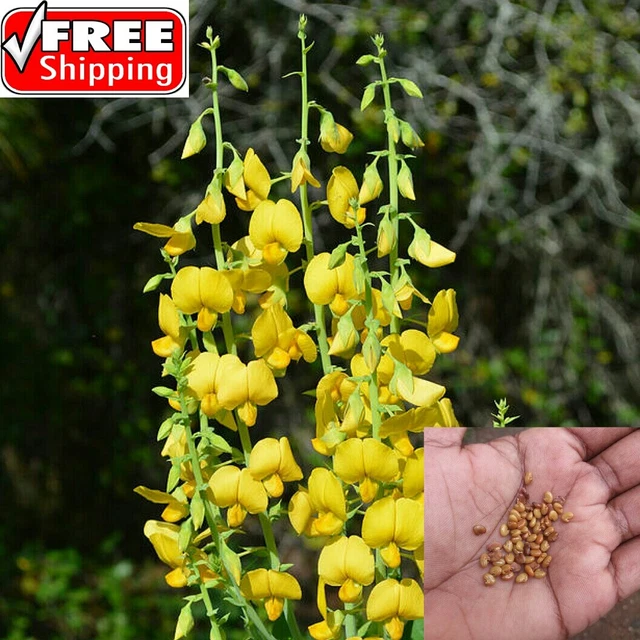 CROTALARIA JUNCEA SEEDS 20 Semillas De Chipilin Sunn Hemp Organic From ...