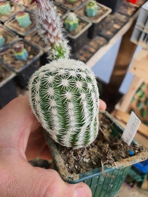 MAMMILLARIA ARIOCARPUS AZTEKIUM astrophytum echinopsis rebutia ...