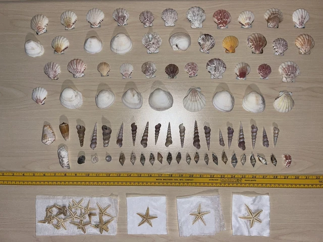 SHELL COLLECTION SPIRAL Seashell for DIY Art Home Sea Shells Starfish ...
