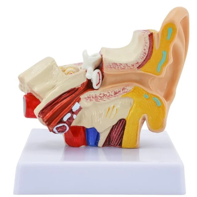 TIMES LIFE SIZE Human Ear Anatomy Model Anatomy Teaching Medical Props ...