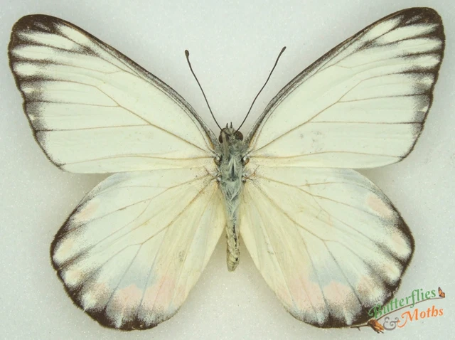 DELIAS PERIBOEA BUTTERFLY SET x1 A1- Entomology Specimen NICE $38.98 ...