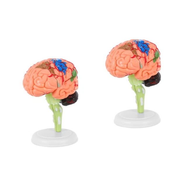 HUMAN ANATOMICAL MODULE Anatomy Model 4d Brain Anatomy Plastic Brain ...