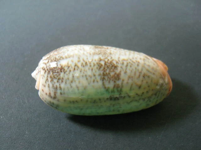 OLIVA RETICULATA (SEA Snail) Shells From Palawan, Philippines 1977 £5. ...