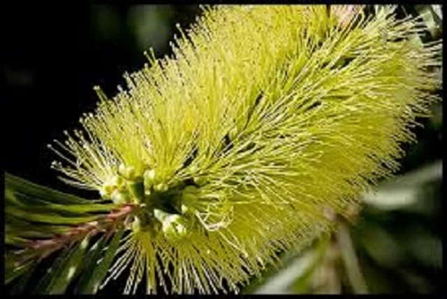 CALLISTEMON YELLOW PALLIDUS Bottlebrush Seeds Shrub Native 1500 Seeds £ ...