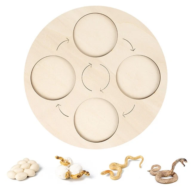 LIFE CYCLE BOARD Life Cycle Board Set Lifestyle Stages Kids Teaching ...