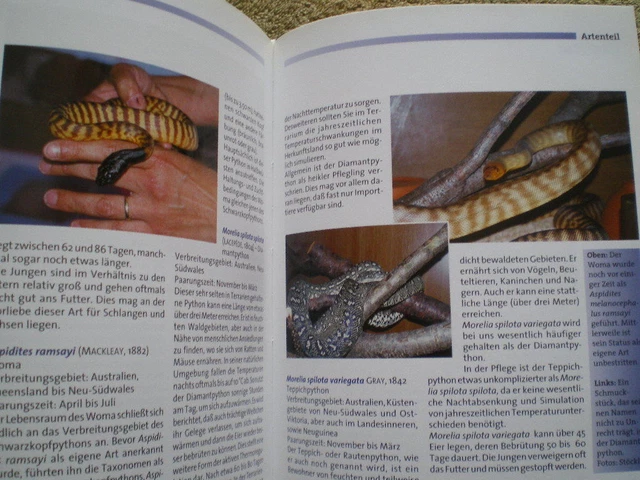 BOAS UND PYTHONS - Schlangen Riesenschlangen Haltung Terrarium Fortpflanzung £7.90 - PicClick UK