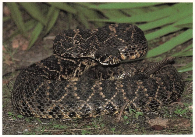 FLORIDA REPTILES SNAKES Eastern diamondback rattlesnake Venomous 6x4 ...