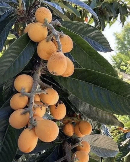 ERIOBOTRYA JAPONICA, LOQUAT tree, Japanese Medlar, rare edible, 15cm ...
