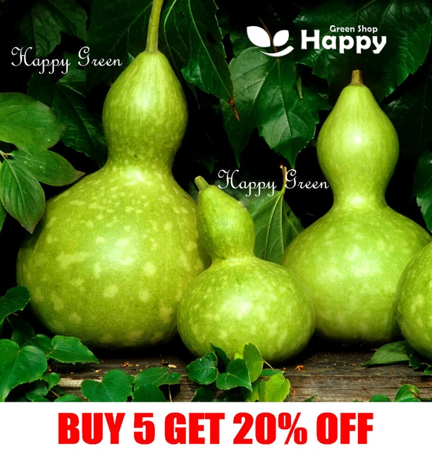 GRANDE BOUTEILLE GOURDE - Courge - 10 GRAINES - Cucurbita Pepo ...