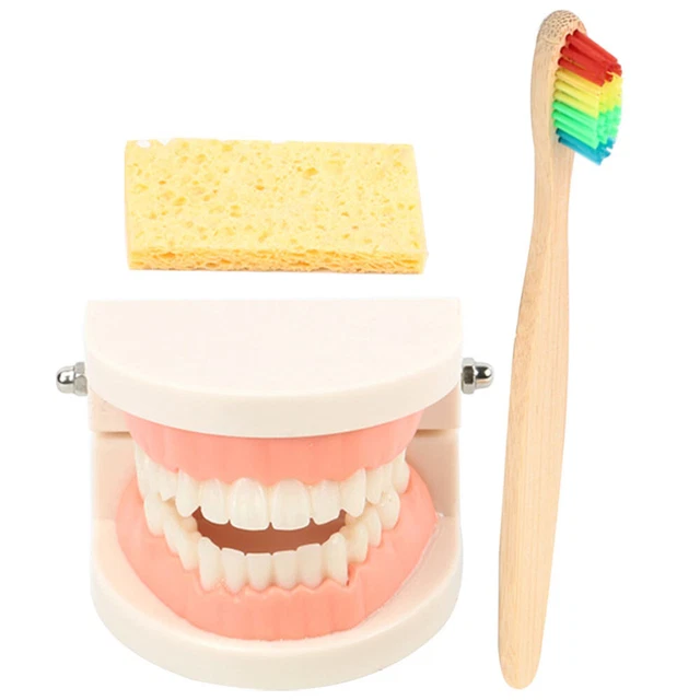 EDUCATION TOOTH MODELS with Toothbrush Oral Cavity Fake Teeth Kit Child ...