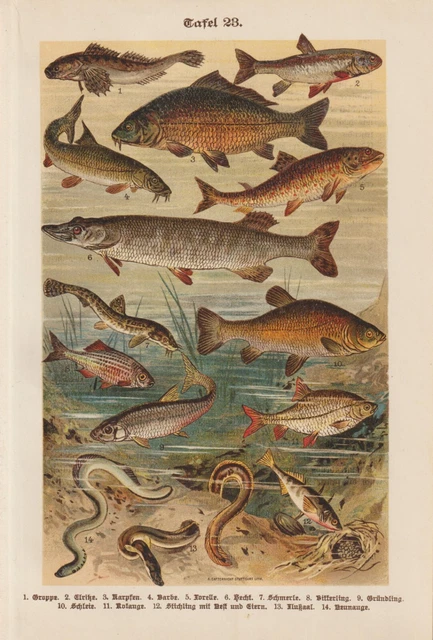 POISSON BROCHET CARPE Schmerle Gardon Lithographie De 1899 Tanche ...